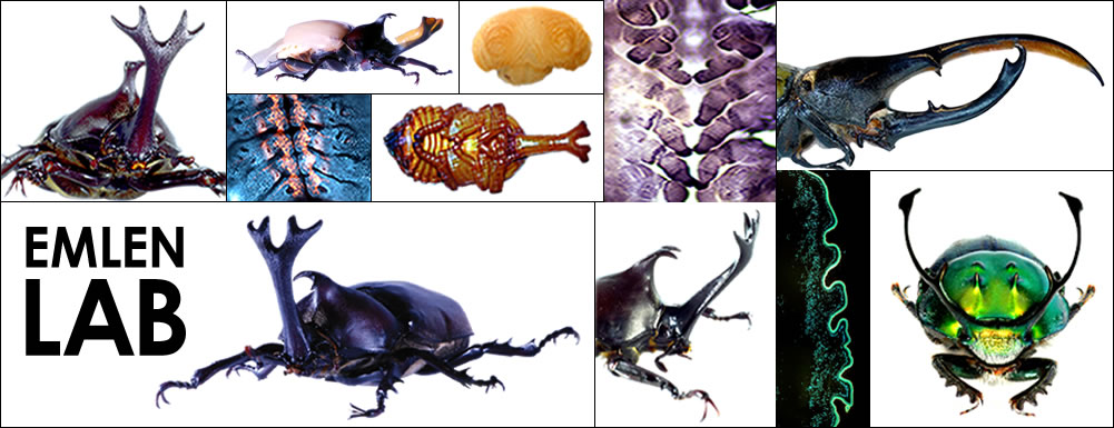 #Evol2012: Evolution 2012 review, special Doug Emlen edition | Tom Houslay